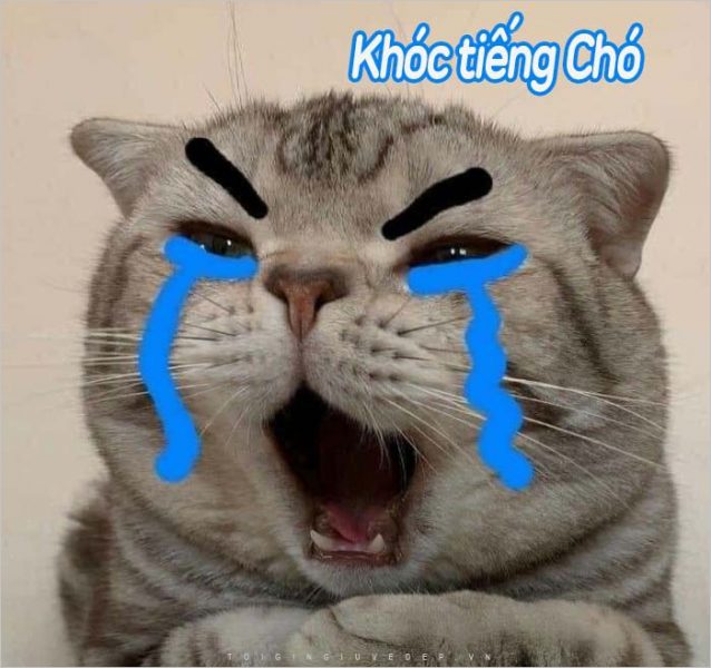 123 Ảnh Mèo Khóc Buồn Cute Meme Mèo Hài Hước Cười Xỉu
